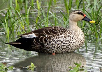 鸭族 Anatini 蓝色动物学（中国动物学科普）